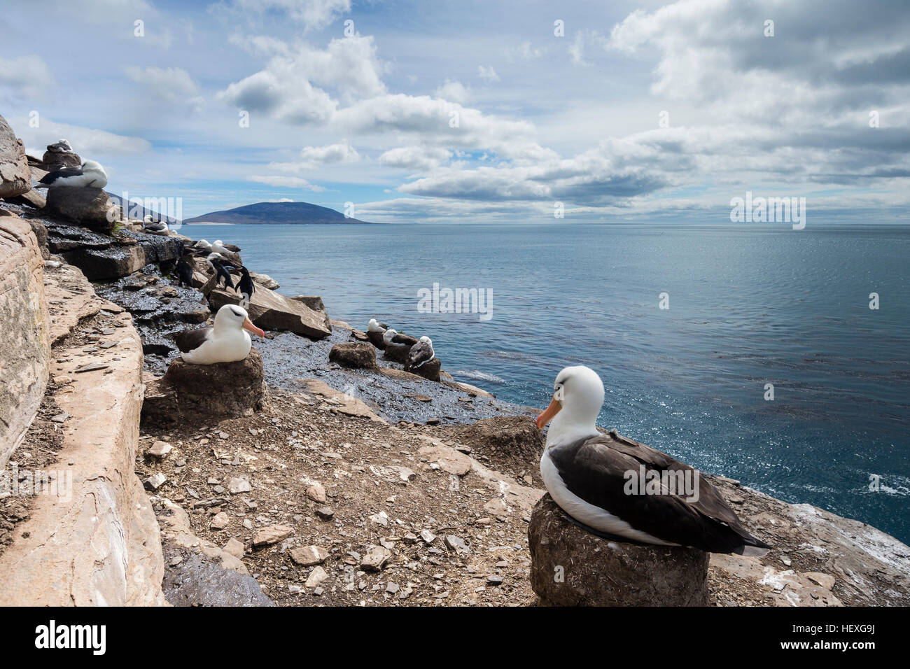 Black-browed Albatross on Saunders Island in the Falklands Stock Photo ...