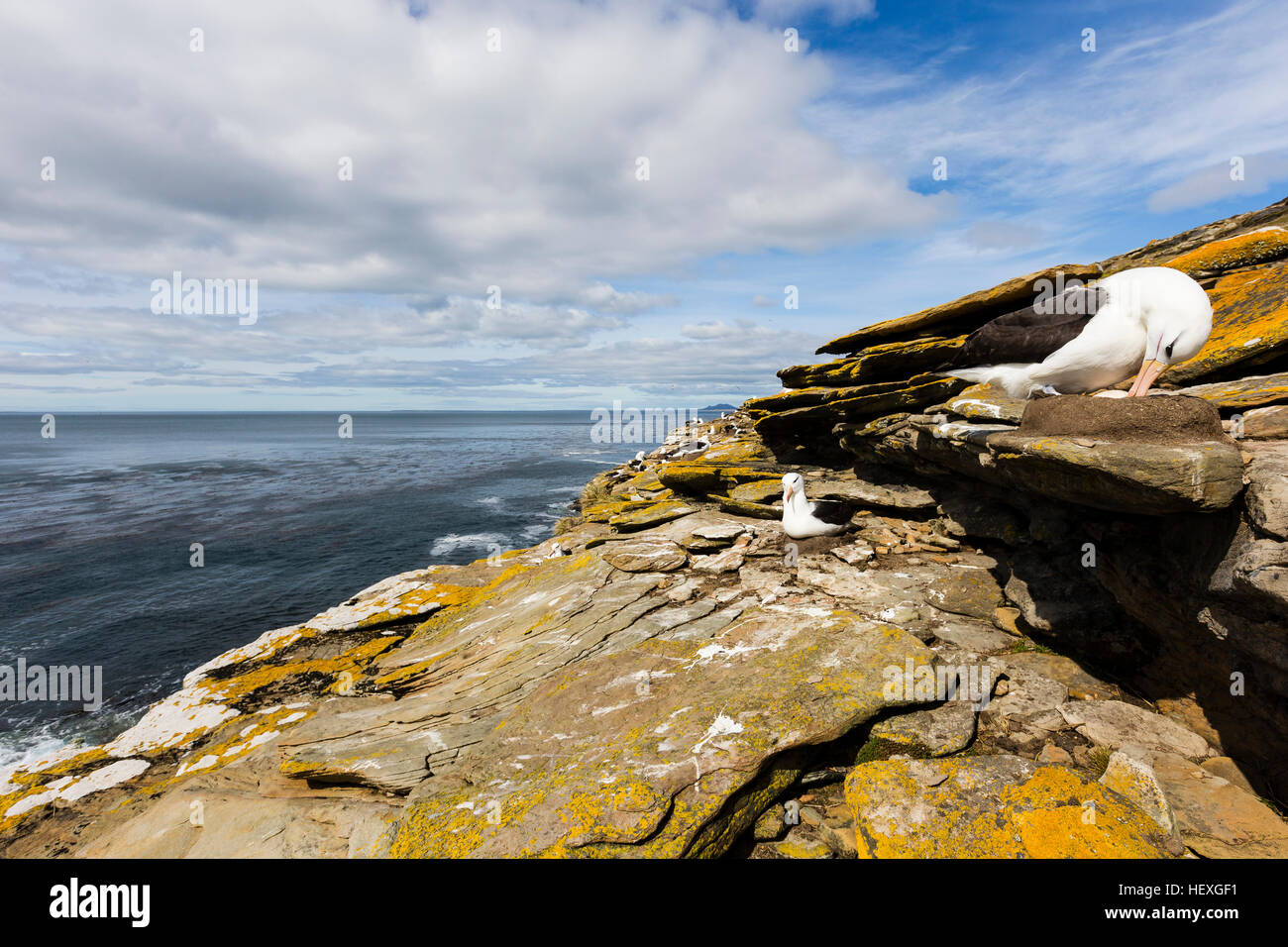 Black-browed Albatross on Saunders Island in the Falklands Stock Photo ...