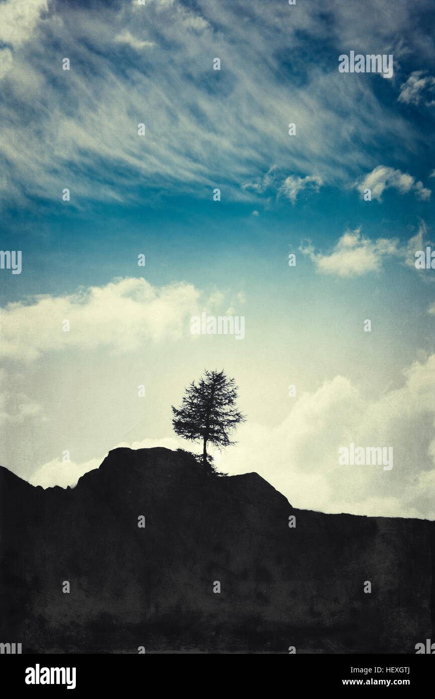 Tree single mountain hi-res stock photography and images - Alamy
