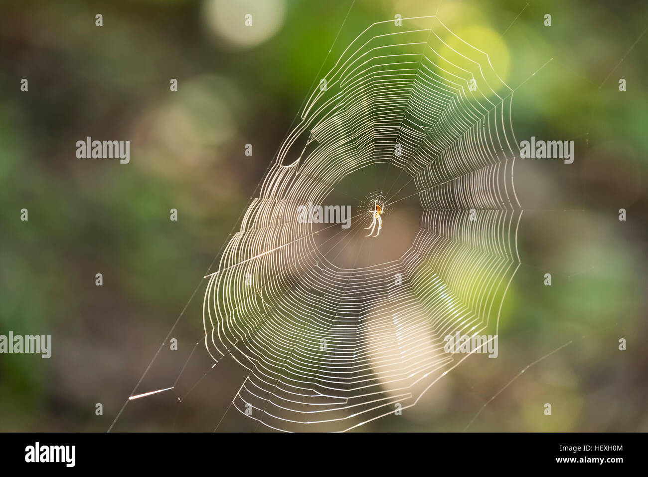 Cross spider in spider's web Stock Photo - Alamy