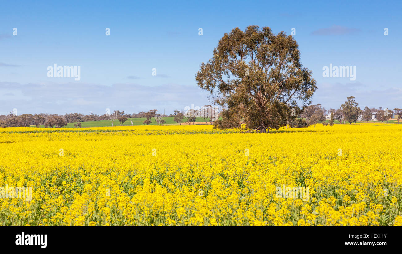 Rapeseed growing near the town of Tiverton in Western Australia Stock ...
