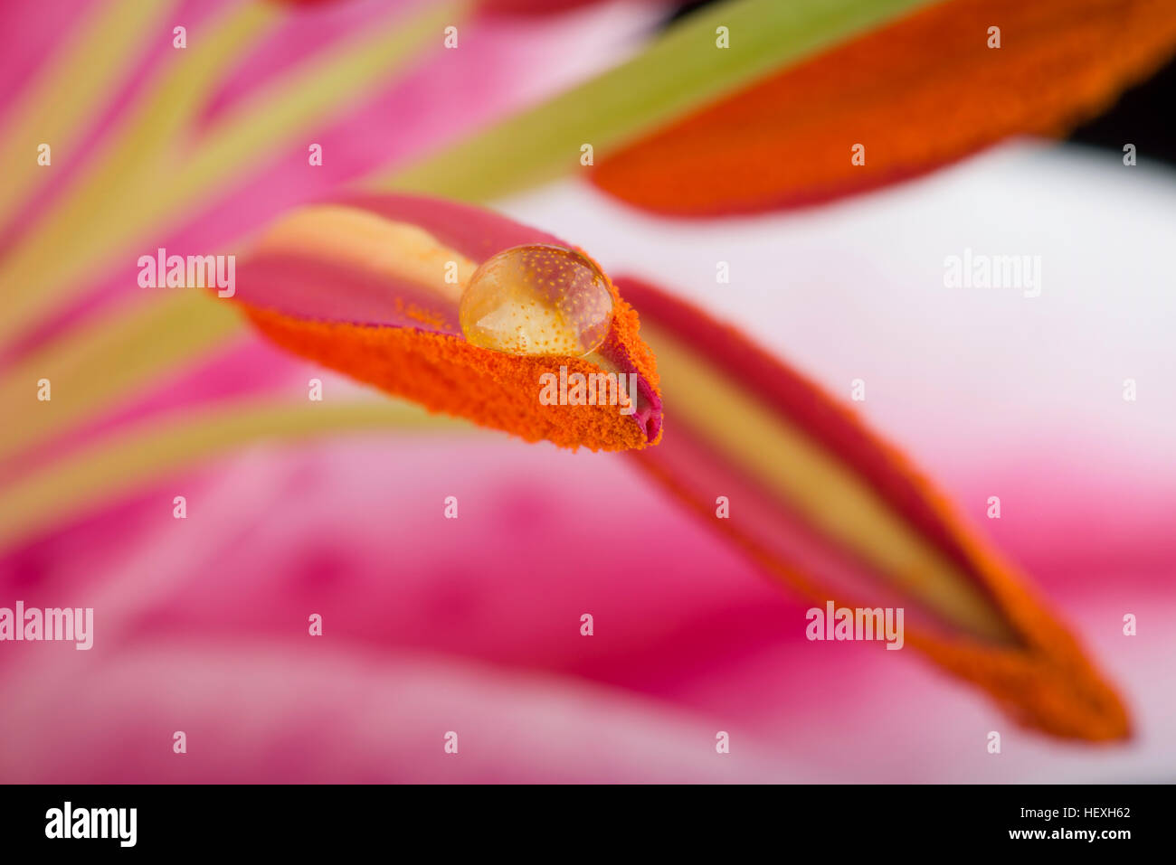 Pollen of lily, close-up Stock Photo - Alamy