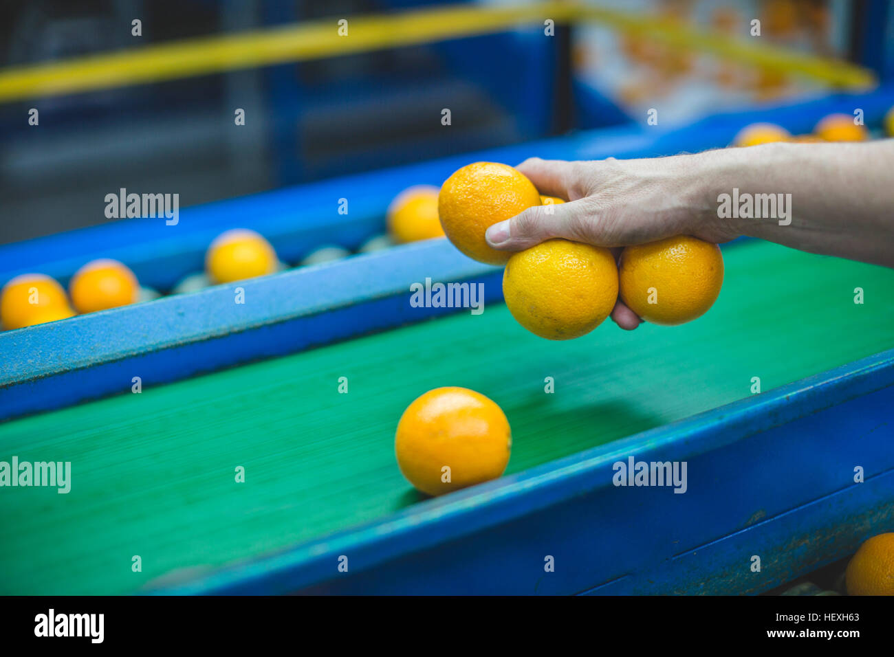 Worker on orange farm picking oranges from conveyor belt Stock Photo ...