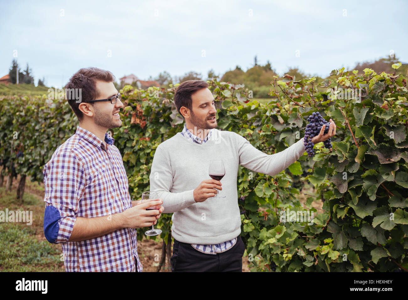 Two men in a vineyard checking grapes Stock Photo - Alamy