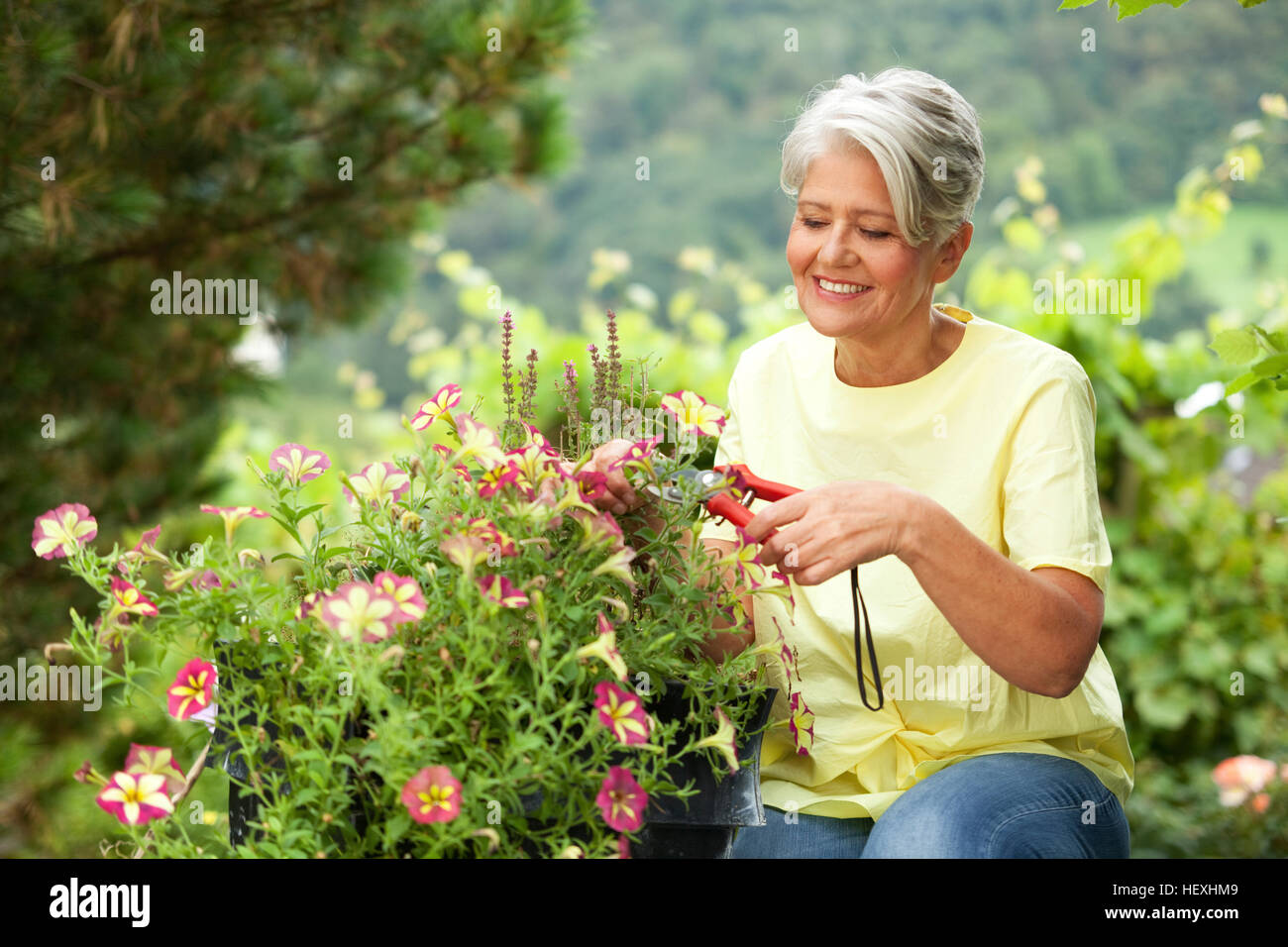 Mature woman cutting flowers with a pruner Stock Photo - Alamy