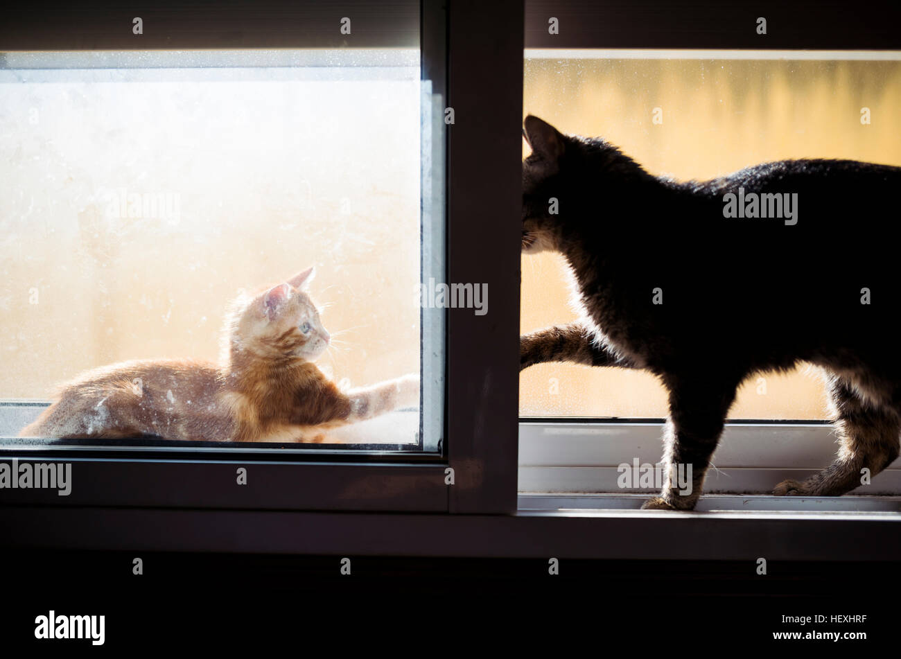 Kitten on window sill hi-res stock photography and images - Alamy