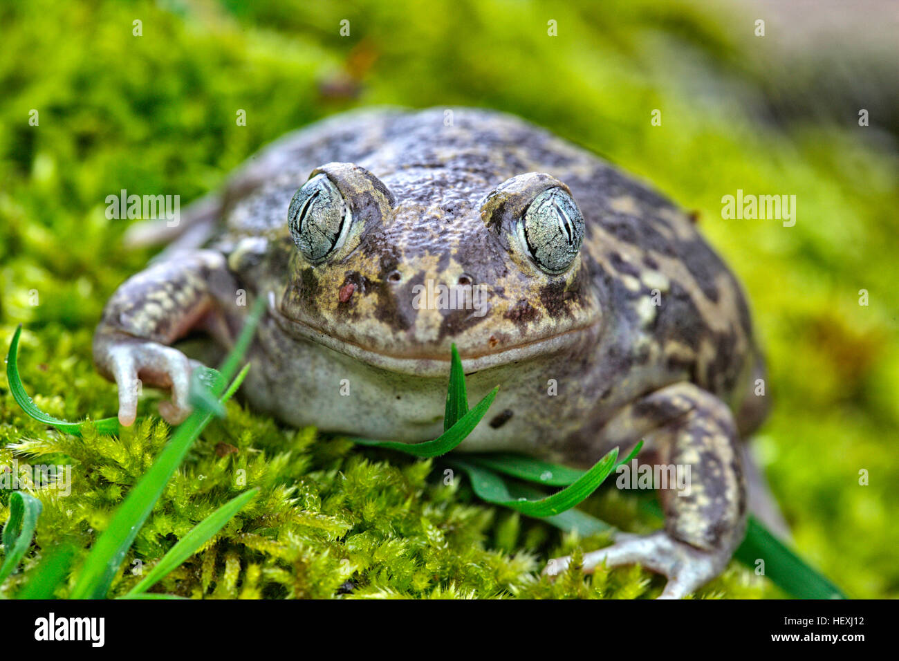 Portrait of Spanish spadefoot toad Stock Photo - Alamy