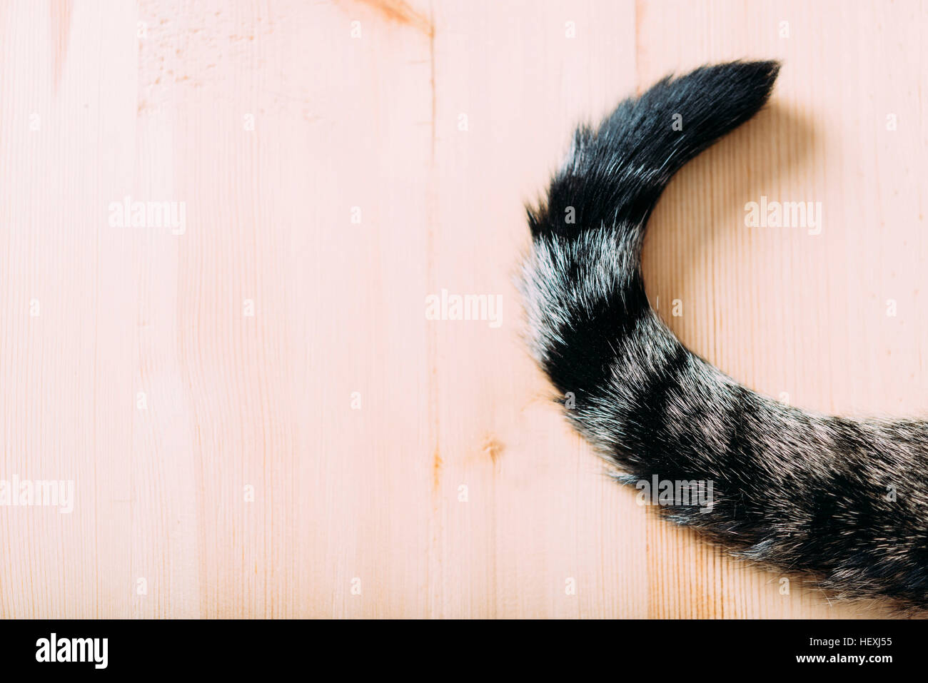 Cat with tail up hi-res stock photography and images - Alamy