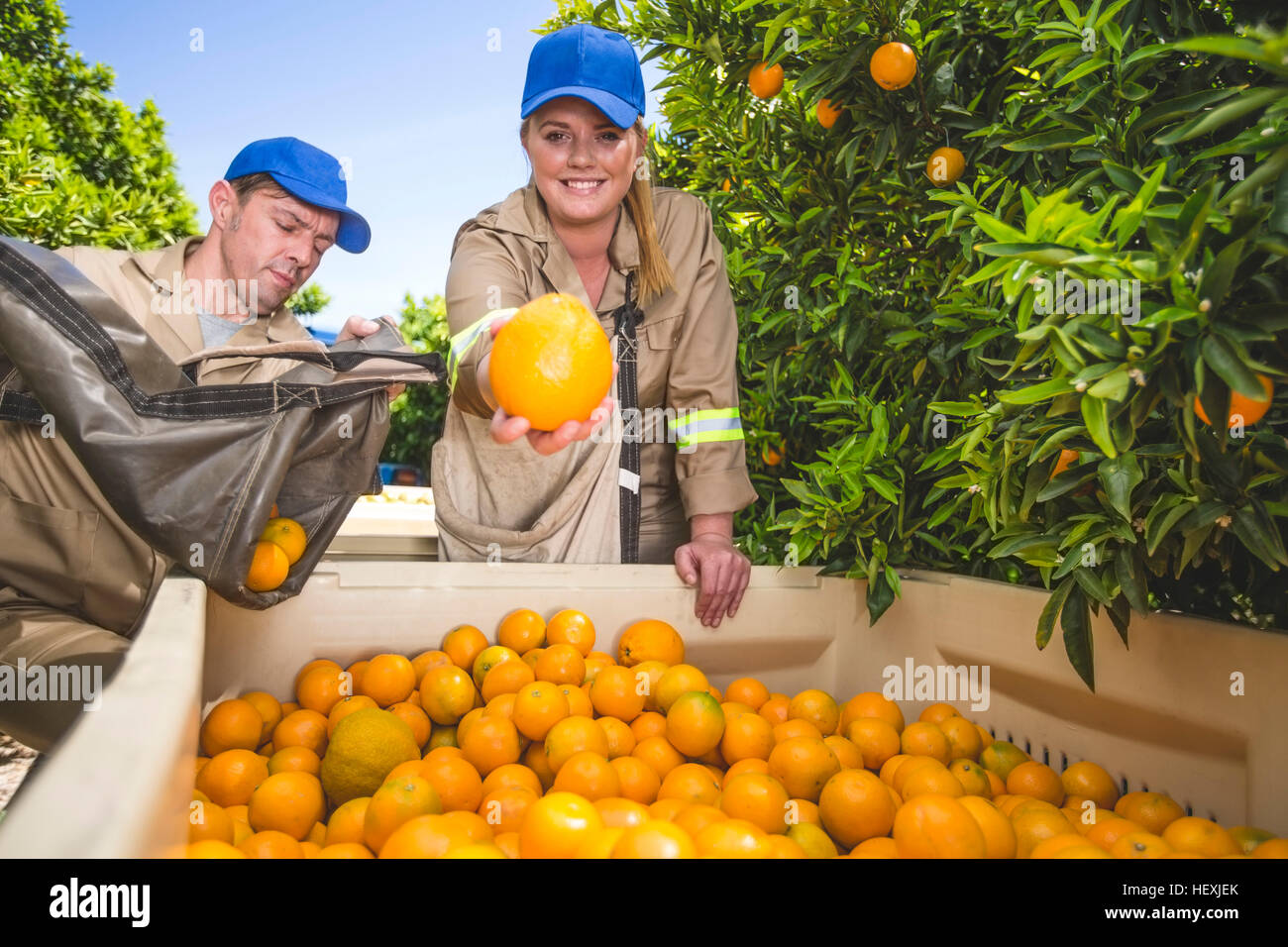Farm workers on plantation plucking oranges, holding one into camera ...
