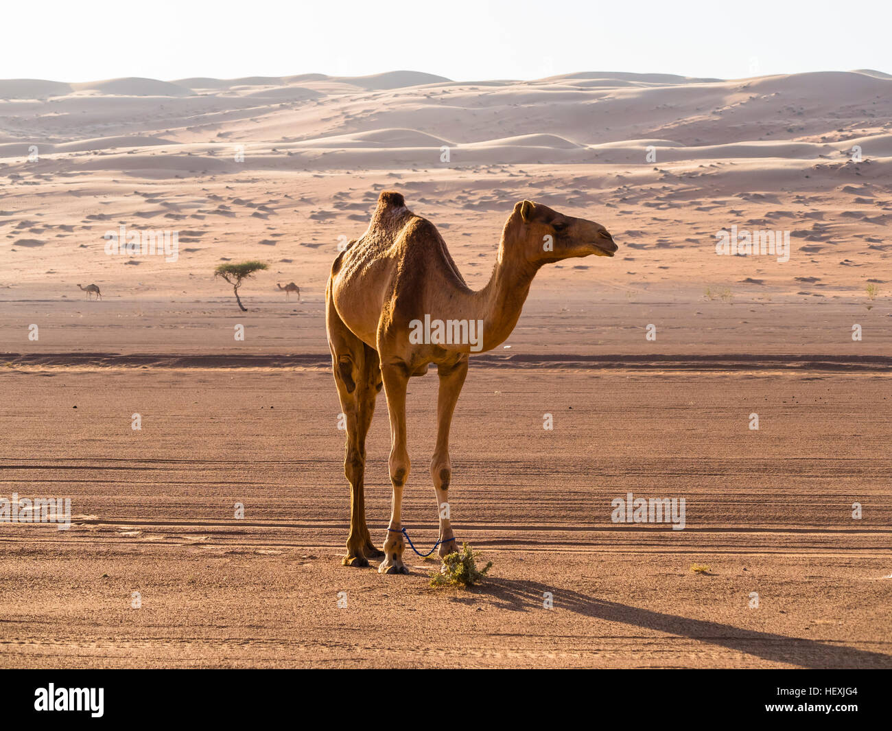 Camel standing in desert hi-res stock photography and images - Alamy
