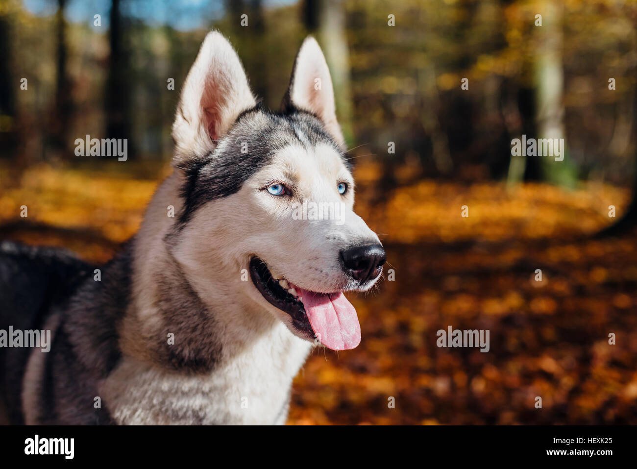 Siberian Husky in forest Stock Photo - Alamy