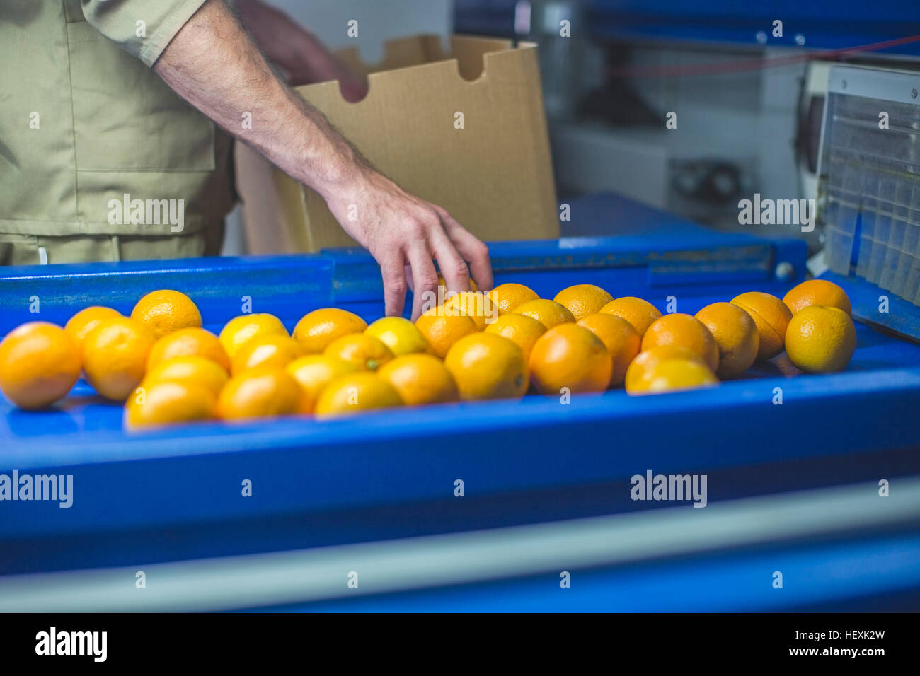Worker on orange farm picking oranges from conveyor belt Stock Photo ...