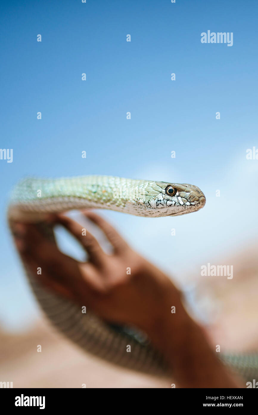 Hand holding snake hi-res stock photography and images - Alamy