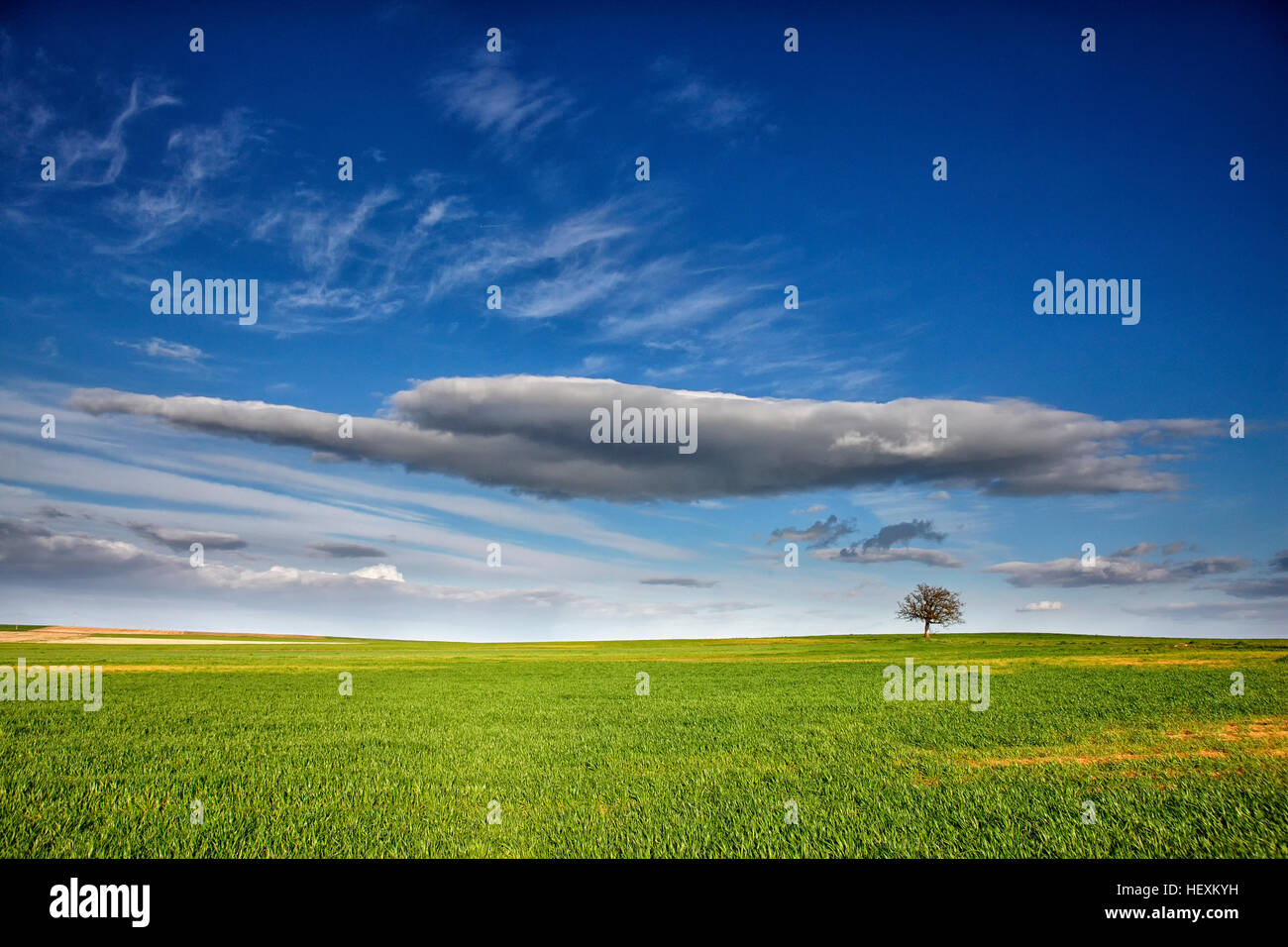Spain, Province of Zamora, single tree in the middle of a crop field ...