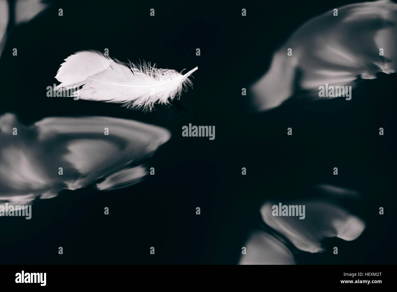 Swan feather black hi-res stock photography and images - Alamy