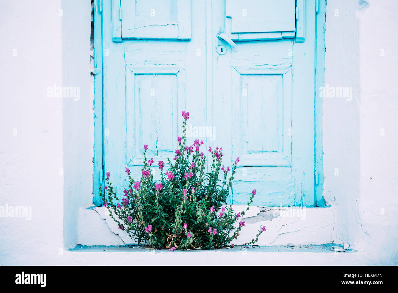 Greece, Milos, Purple flowers in front of blue door Stock Photo - Alamy