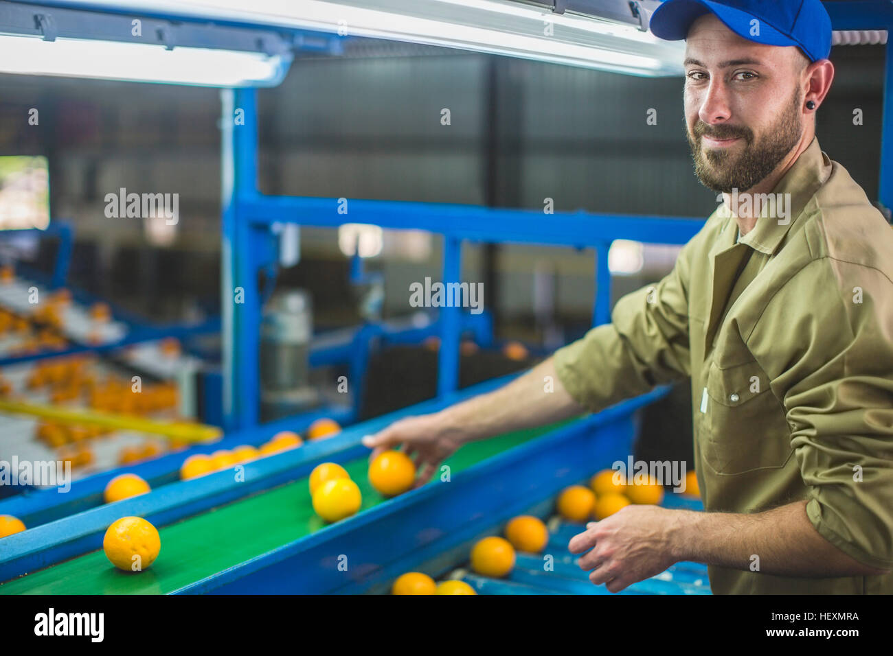 Worker on orange farm picking oranges from conveyor belt Stock Photo ...