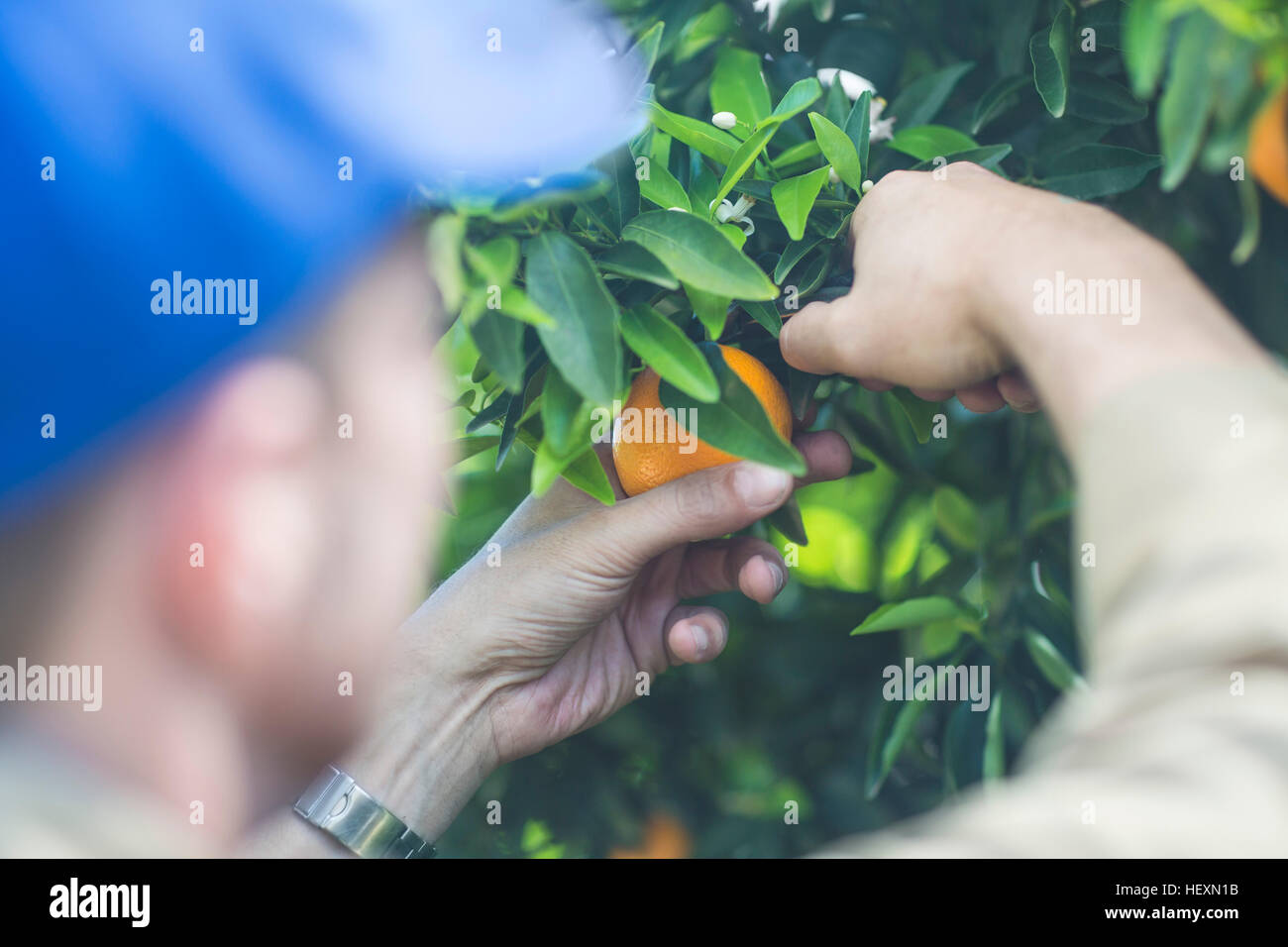 Farm worker on plantation plucking oranges Stock Photo - Alamy