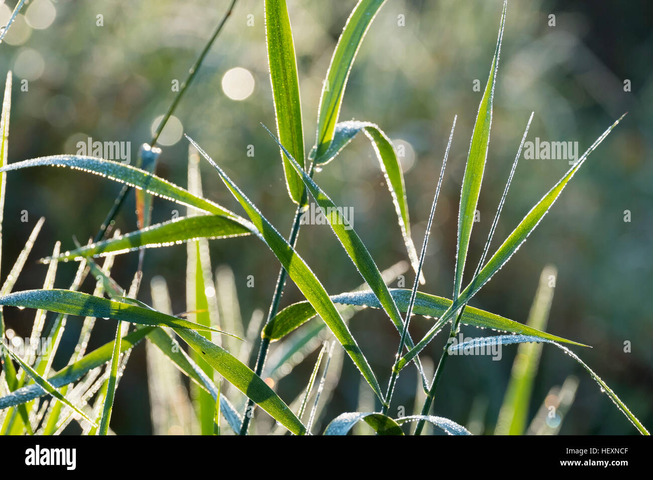 Blades of wood small-reed with dew drops at backlight Stock Photo - Alamy