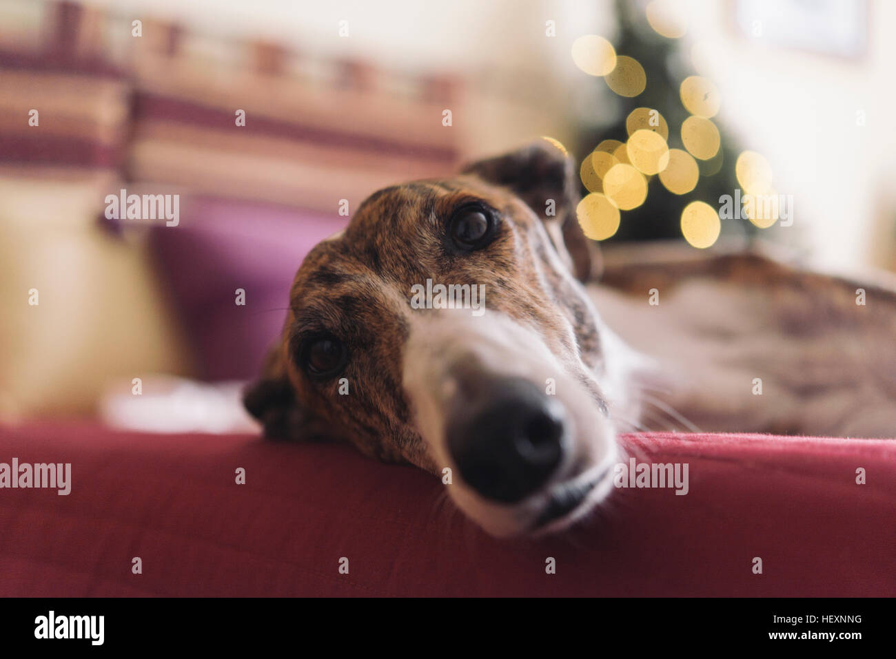 Lazy greyhound hi-res stock photography and images - Alamy