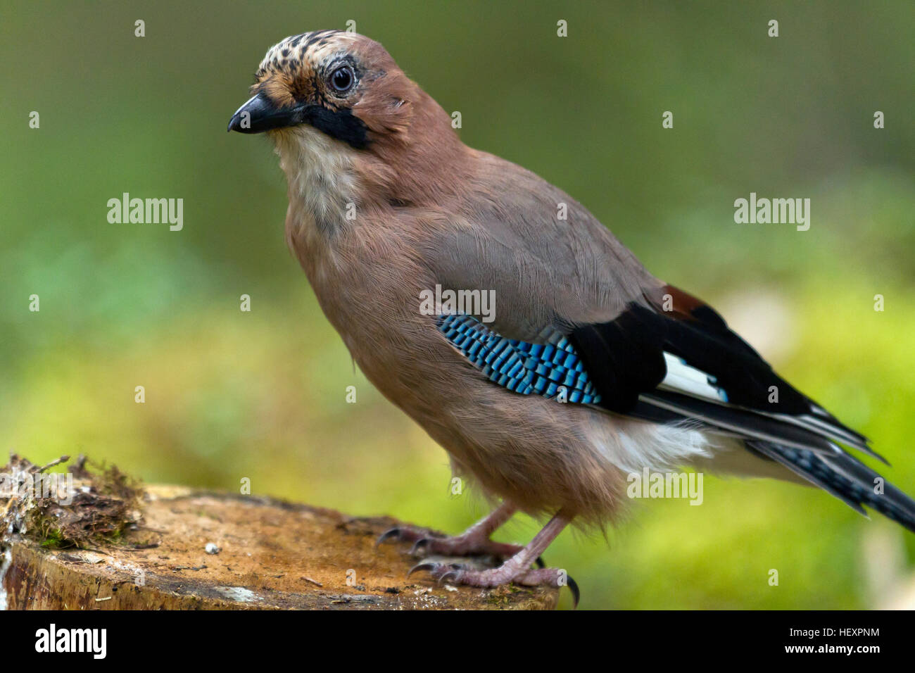 Portrait of jay Stock Photo - Alamy