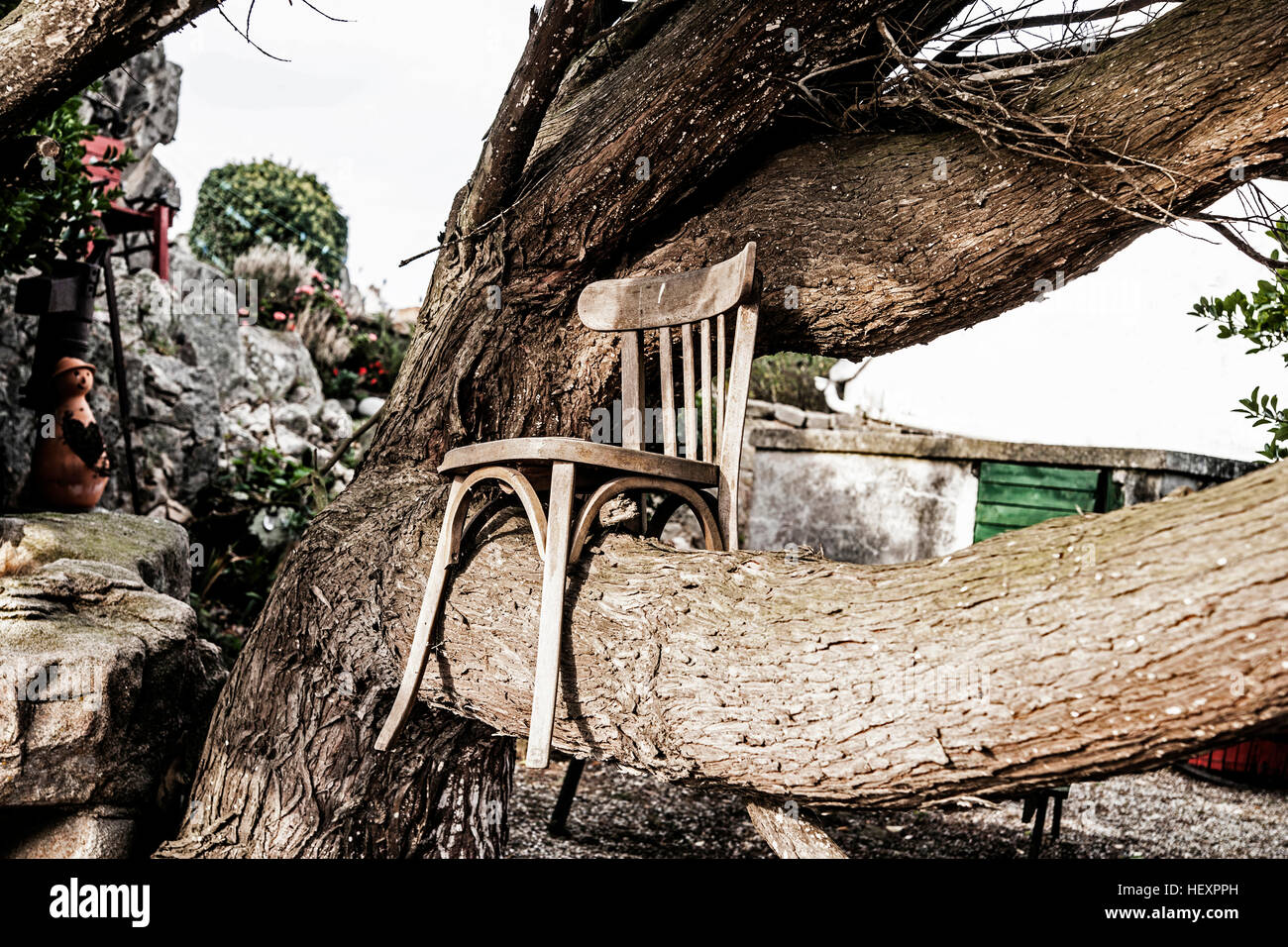 Wooden chair on tree trunk Stock Photo - Alamy