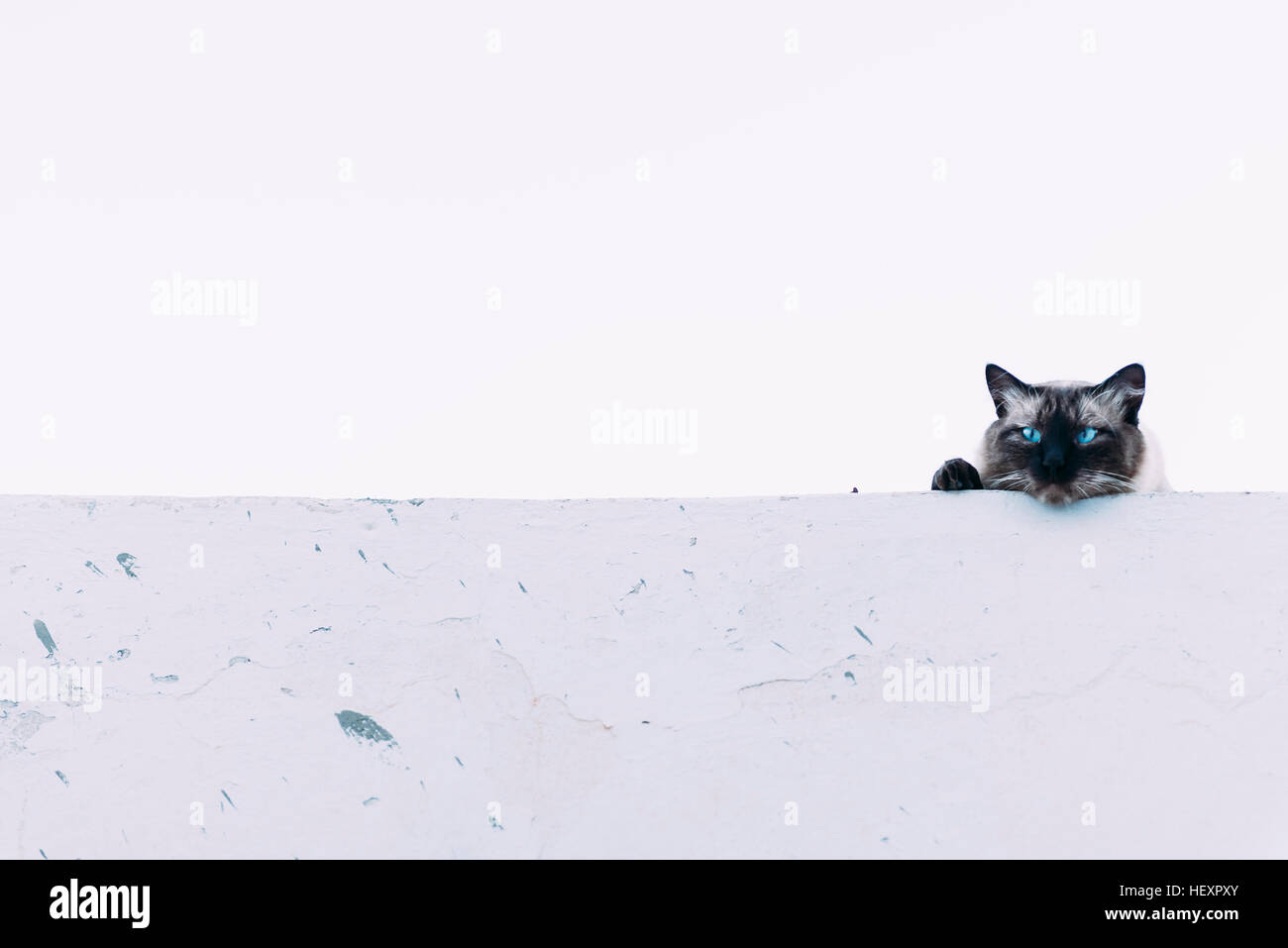 Animal looking over wall hi-res stock photography and images - Alamy
