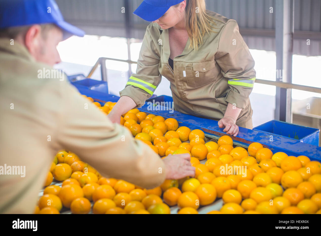 Man picking oranges orange harvest hi-res stock photography and images ...