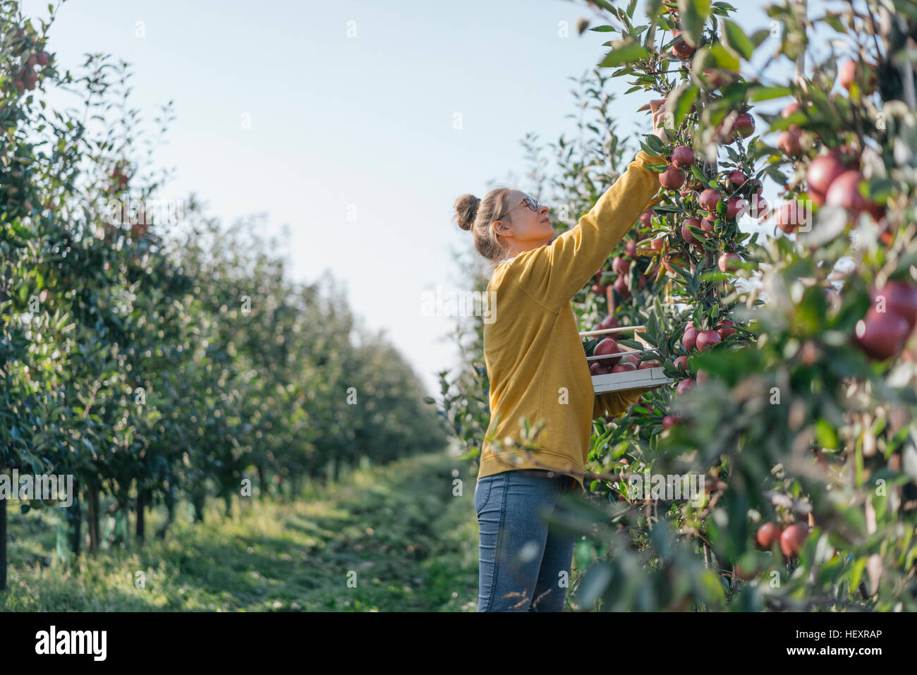 Young woman harvesting apples Stock Photo - Alamy