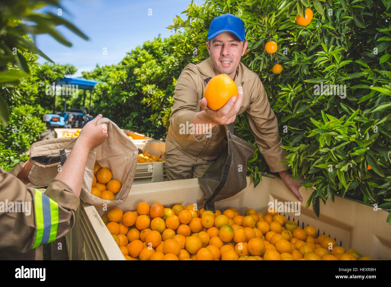 Farm workers on plantation plucking oranges, holding one into camera ...