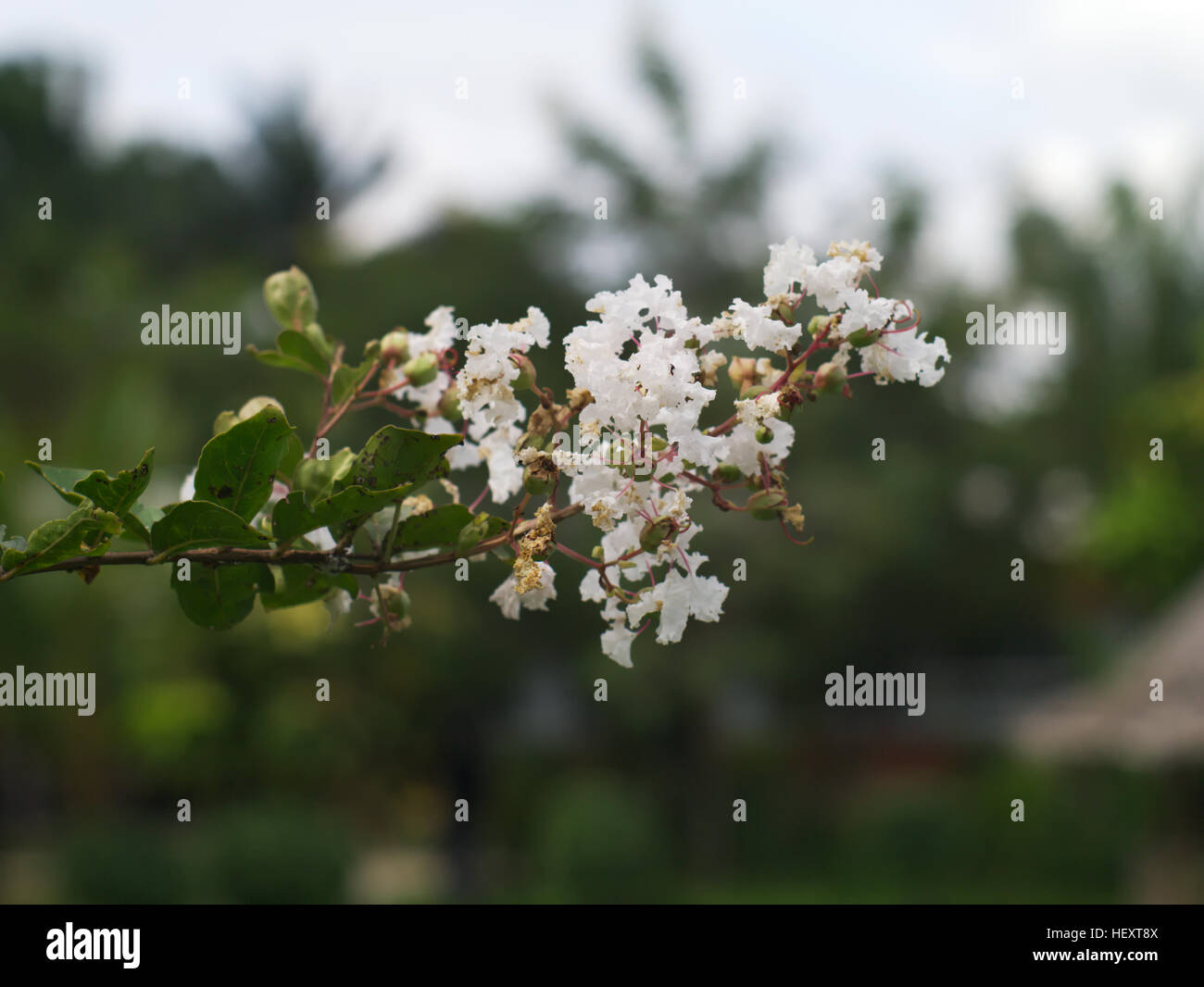 Lagerstroemia garden hi-res stock photography and images - Alamy