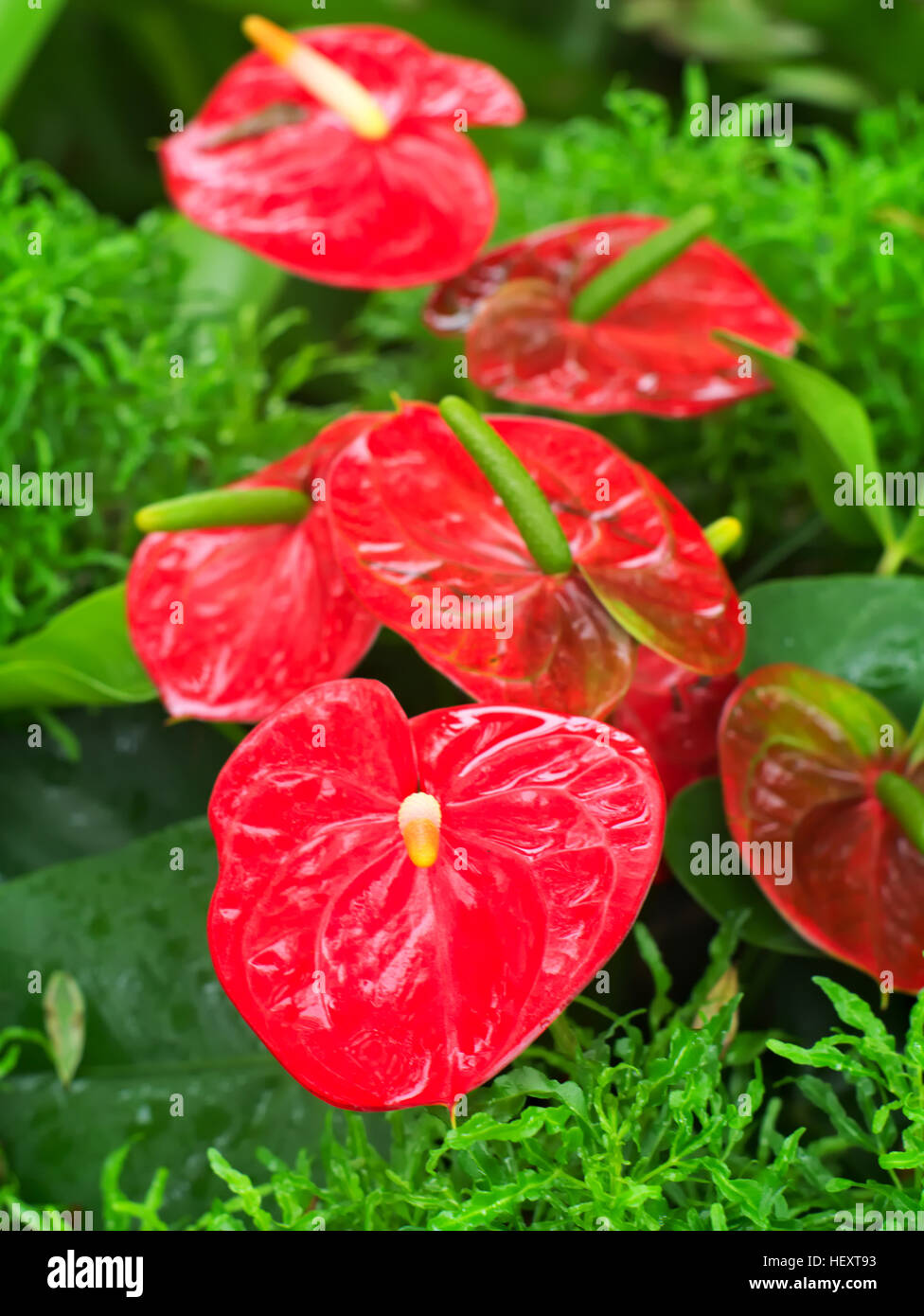 Anthurium andreanum Andre, tailflower, flamingo flower, or laceleaf ...