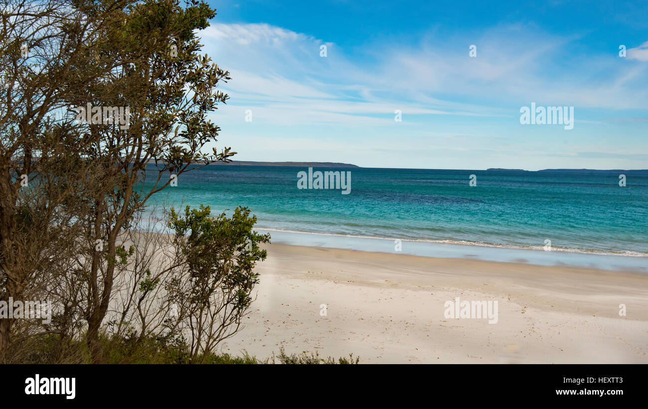 Trees growing beside a beach hi-res stock photography and images - Alamy