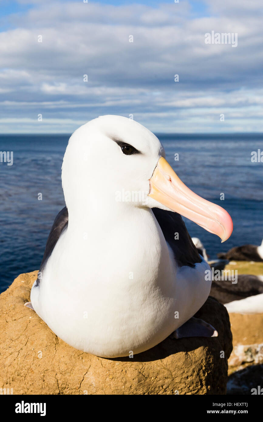 Black-browed Albatross in its colony on Saunders Island in the ...