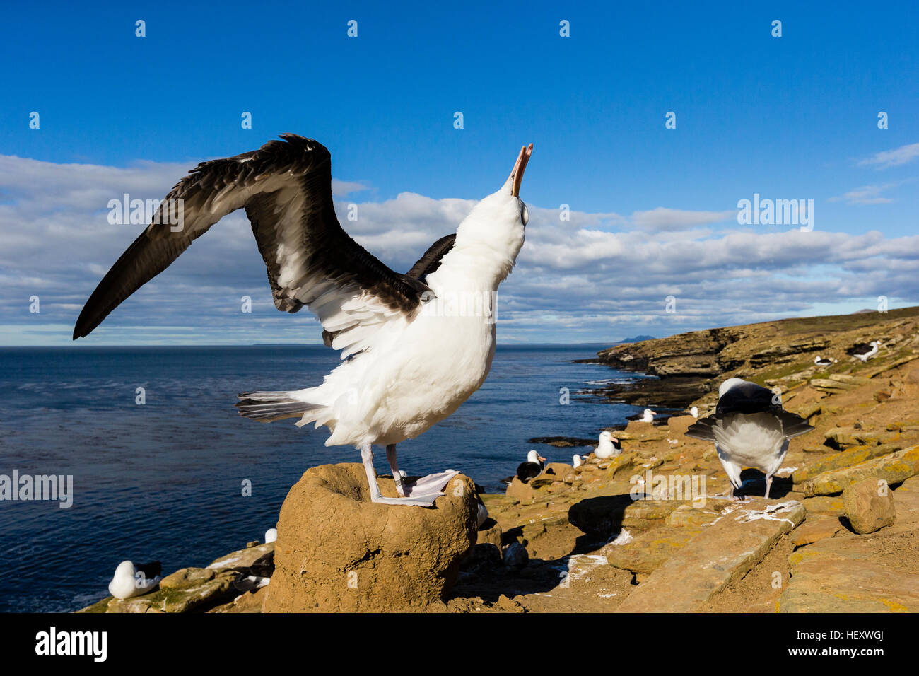 Black-browed Albatross in its colony on Saunders Island in the ...