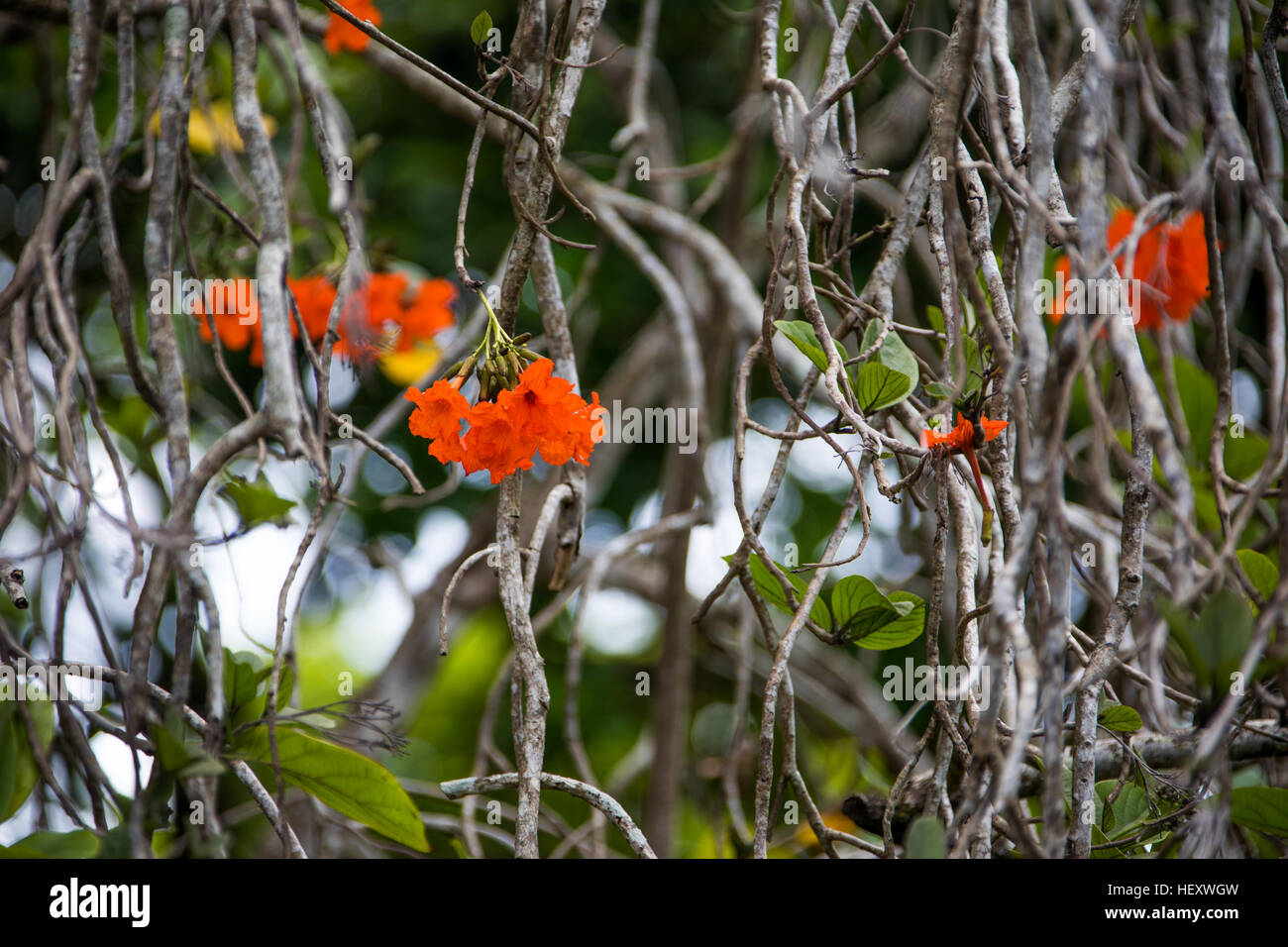 Geiger Tree, Cordia sebestena, Sir Seewoosagur Ramgoolam Botanic Garden ...
