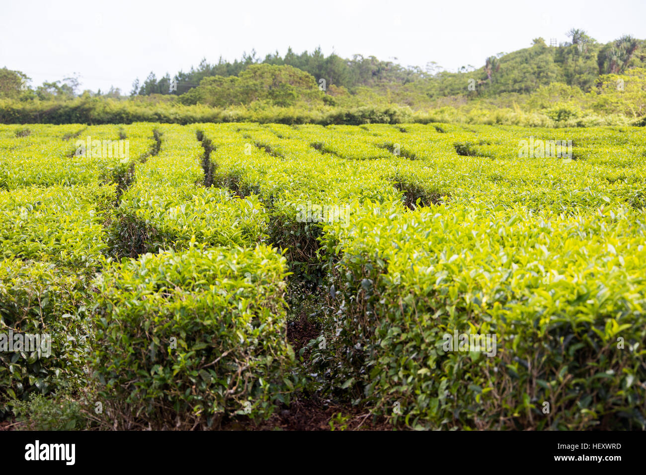 Tea estates on Mauritius Island Stock Photo - Alamy