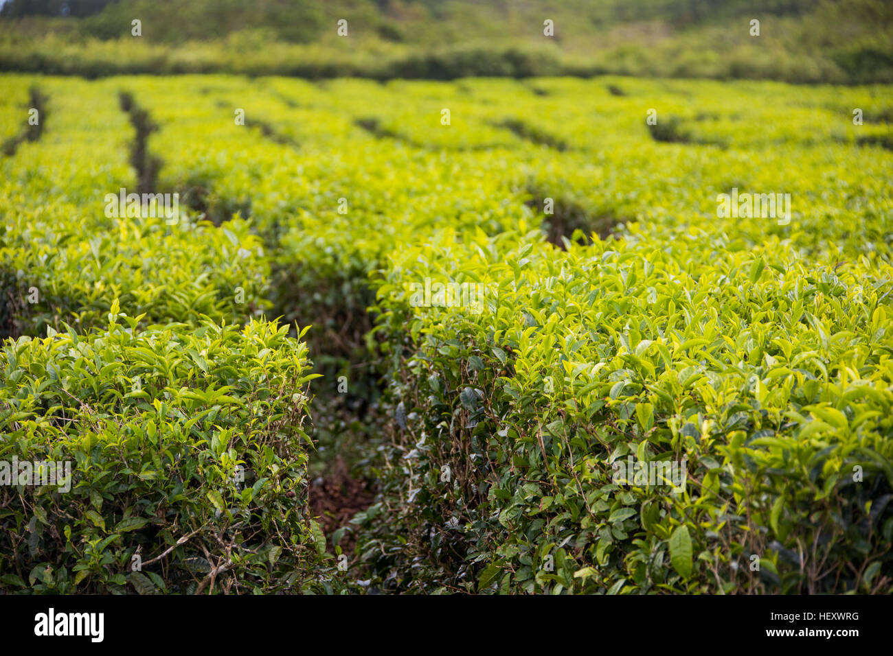 Tea estates on Mauritius Island Stock Photo - Alamy