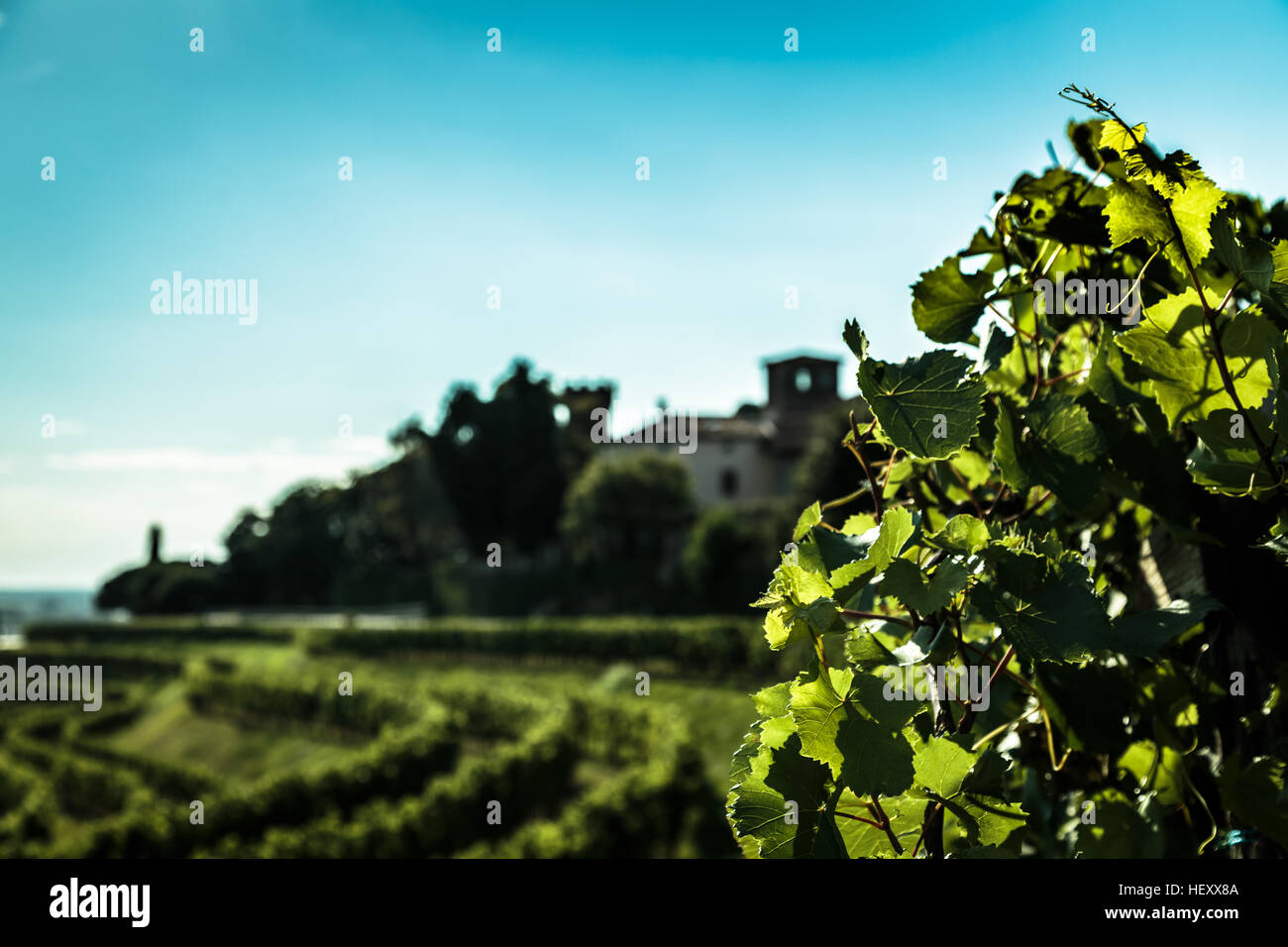 grapevine cultivation in the italian countryside in a stormy summer day ...
