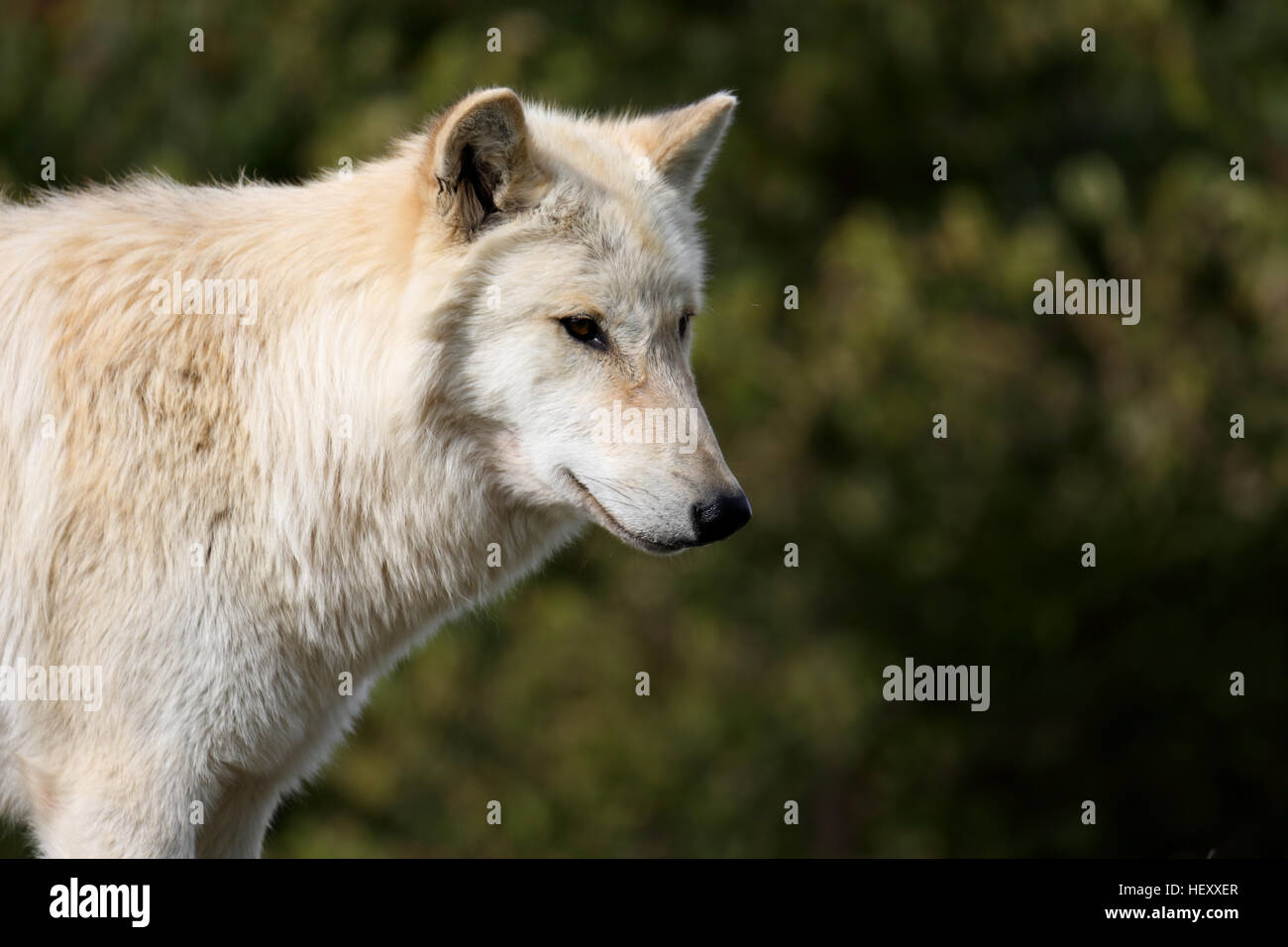Portrait of one blond wolf with trees for background Stock Photo - Alamy