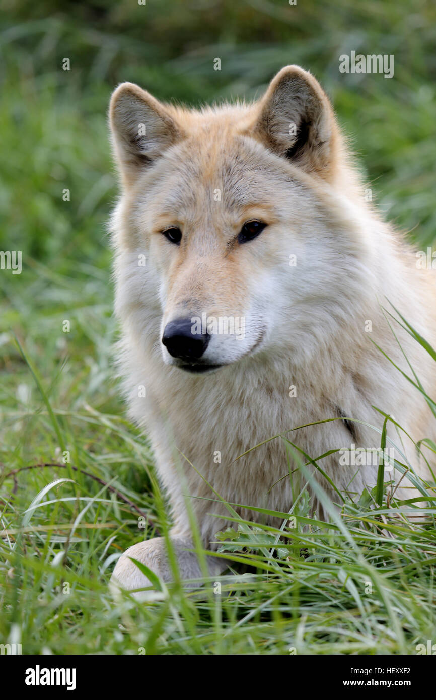 Portrait of a blond wolf with grass for background Stock Photo - Alamy