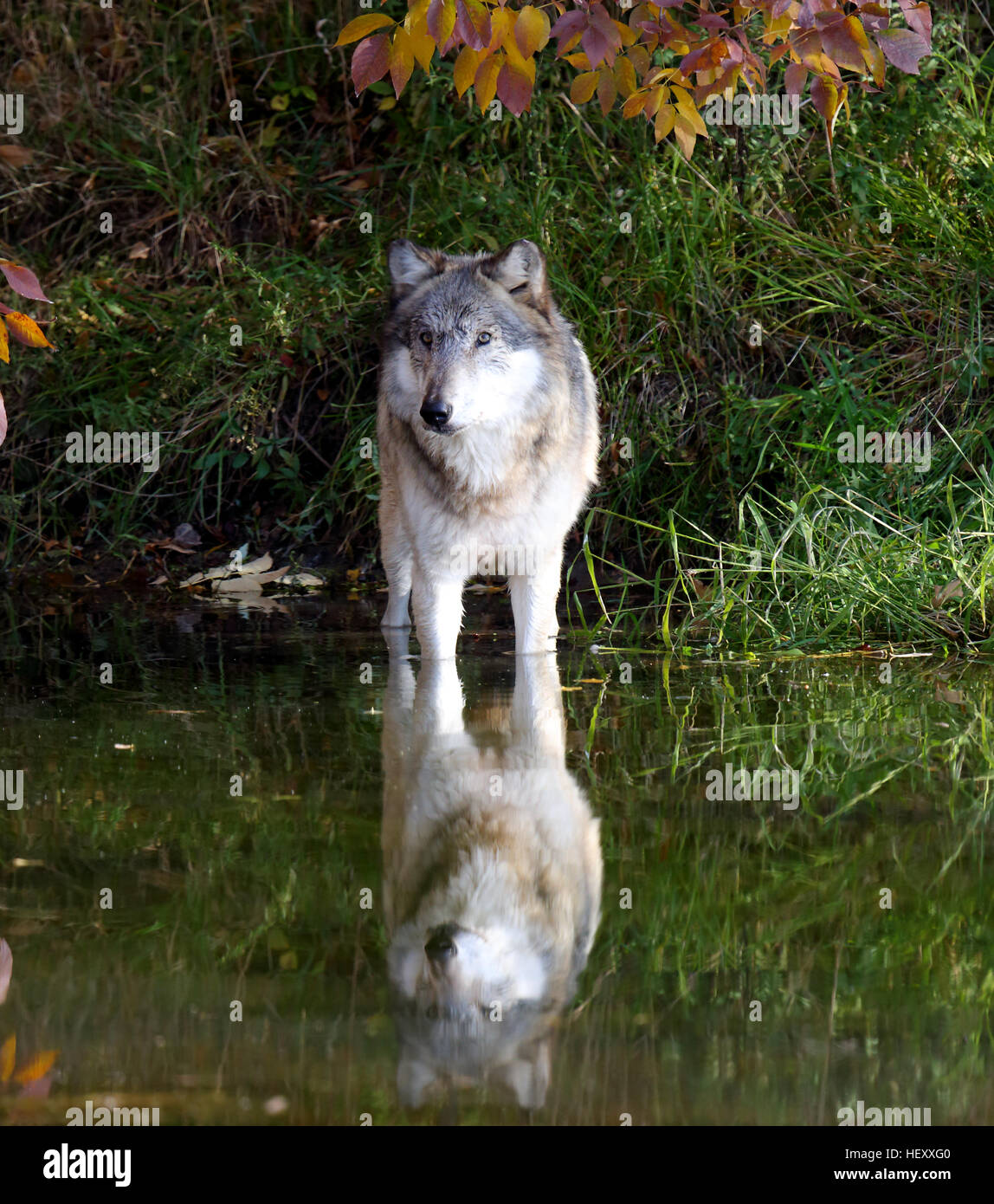 Suspicious animal hi-res stock photography and images - Alamy