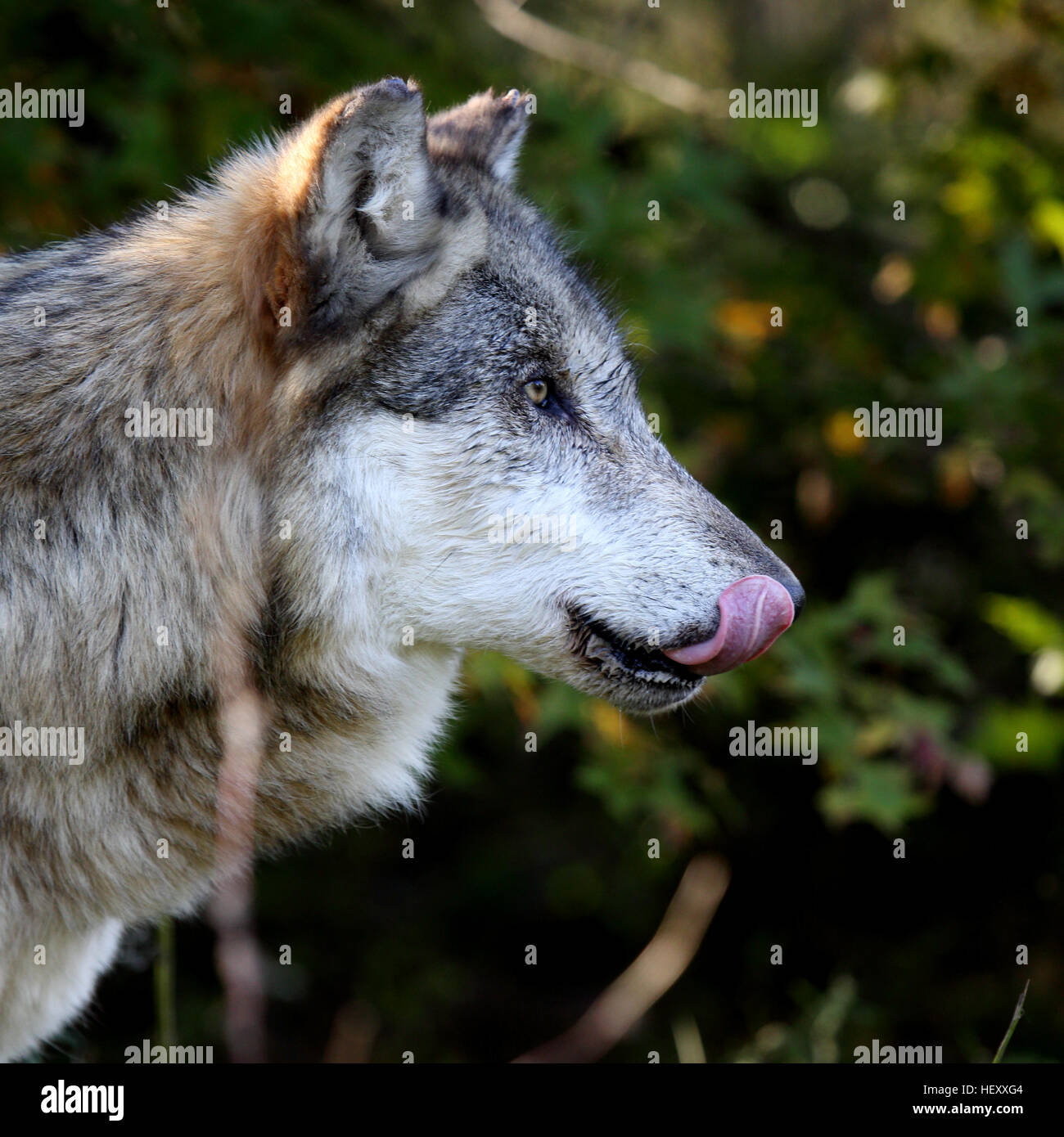 Side view portrait of one wolf with trees for background Stock Photo ...