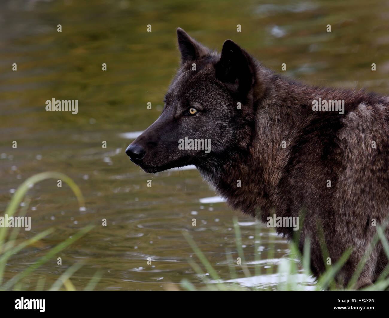 Wolf front view hi-res stock photography and images - Alamy