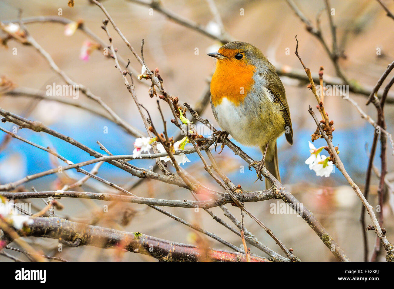 Robin cherry blossom hi-res stock photography and images - Alamy