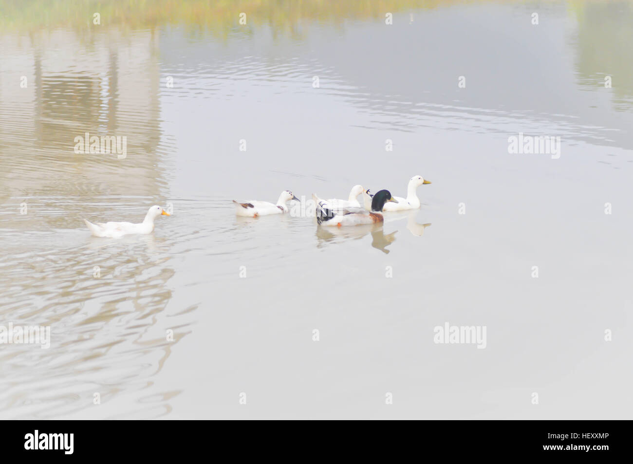 five ducks in the pond,duck Stock Photo - Alamy