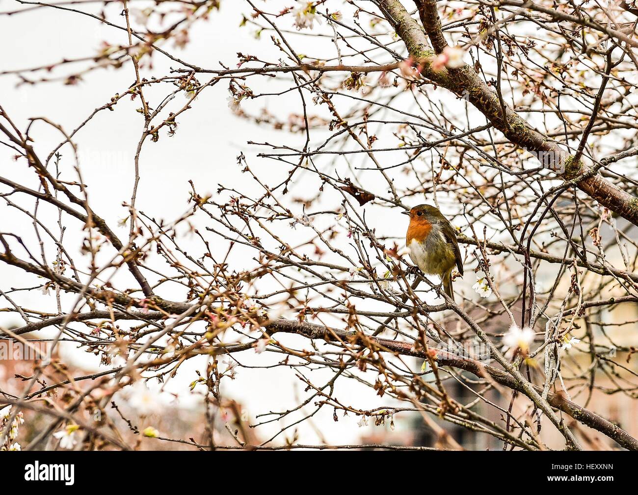Robin in cherry blossom tree hi-res stock photography and images - Alamy