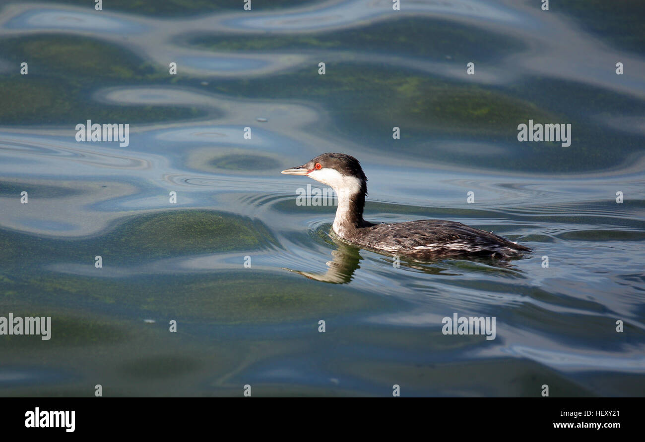 White grebe hi-res stock photography and images - Alamy
