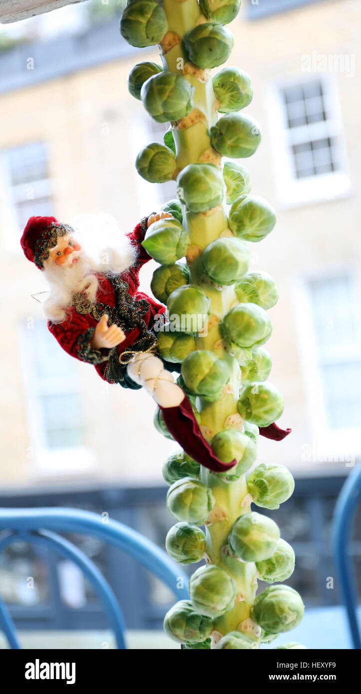 Father Christmas sprouts climbing tree xmas dinner Stock Photo - Alamy