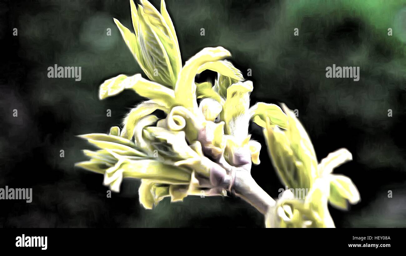 Painting of top of the branch of spring tree in modern manner on dark ...